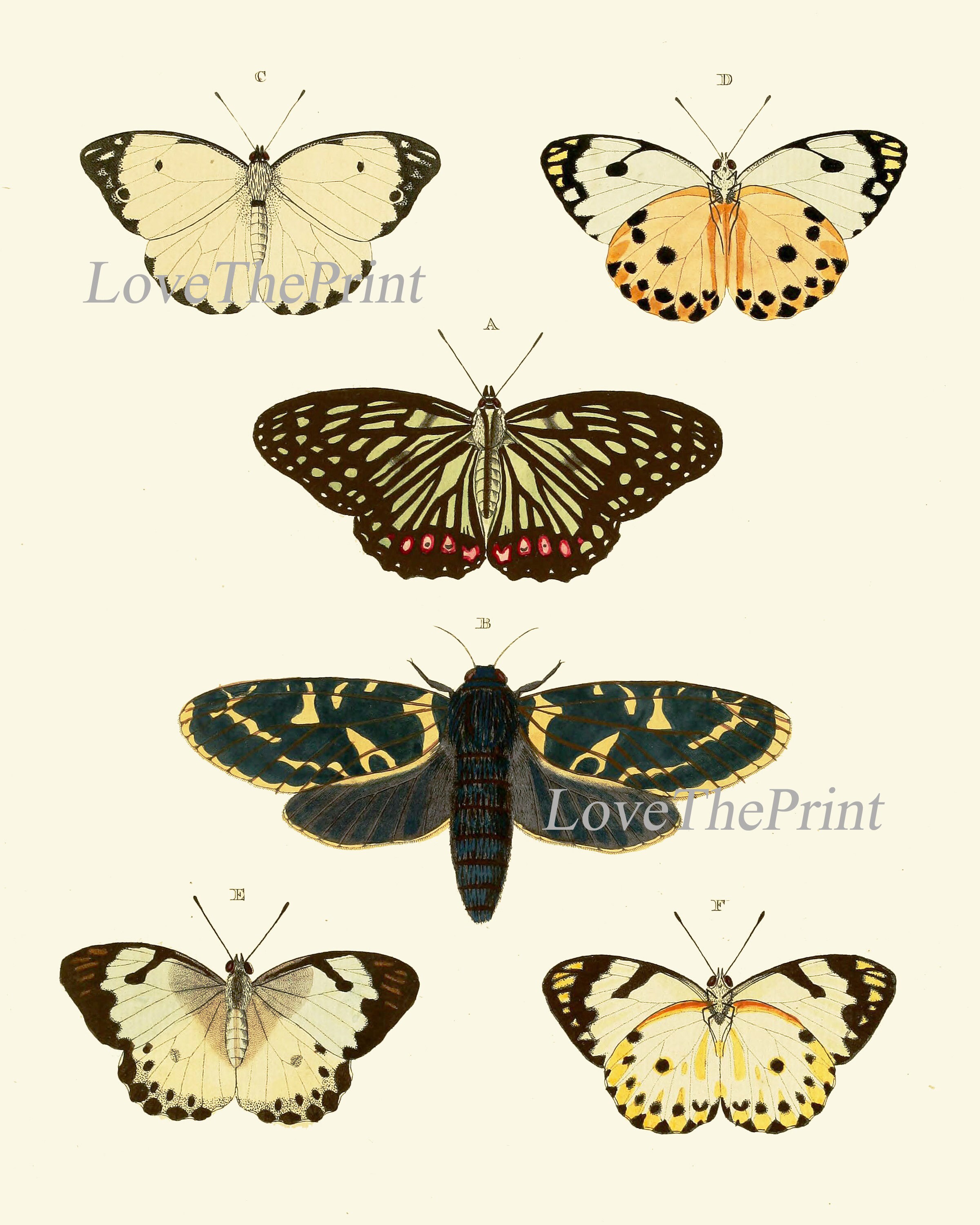 Butterfly Wall Art Home Decor Print SET of 4 Prints Beautiful | Etsy