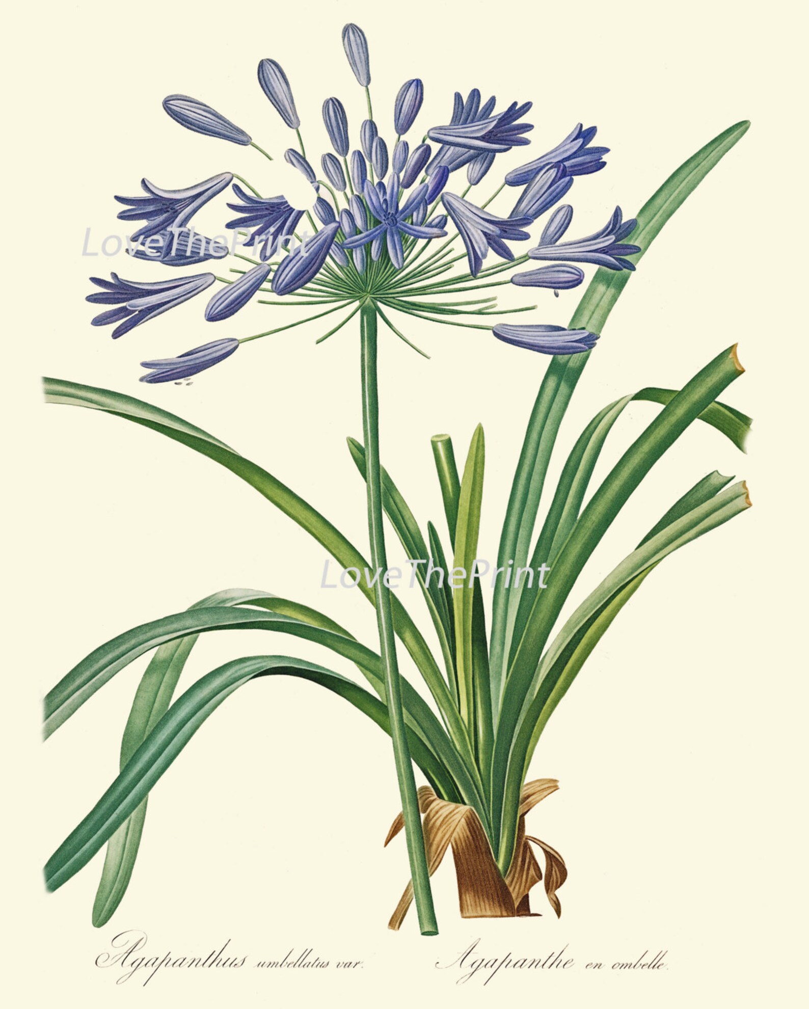 Botanical Tropical Flower Art Print SET of 12 Art Redoute | Etsy