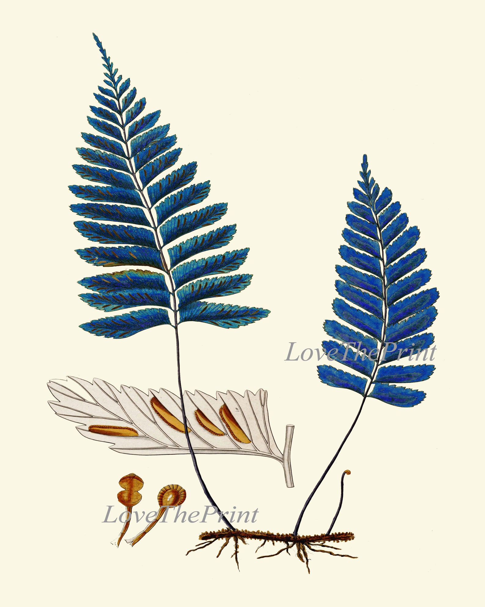 Antique Blue Fern Print Set of 12 Wall Art Beautiful Botanical - Etsy