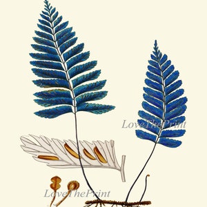 Antique Blue Fern Print Set of 12 Wall Art Beautiful Botanical Forest ...