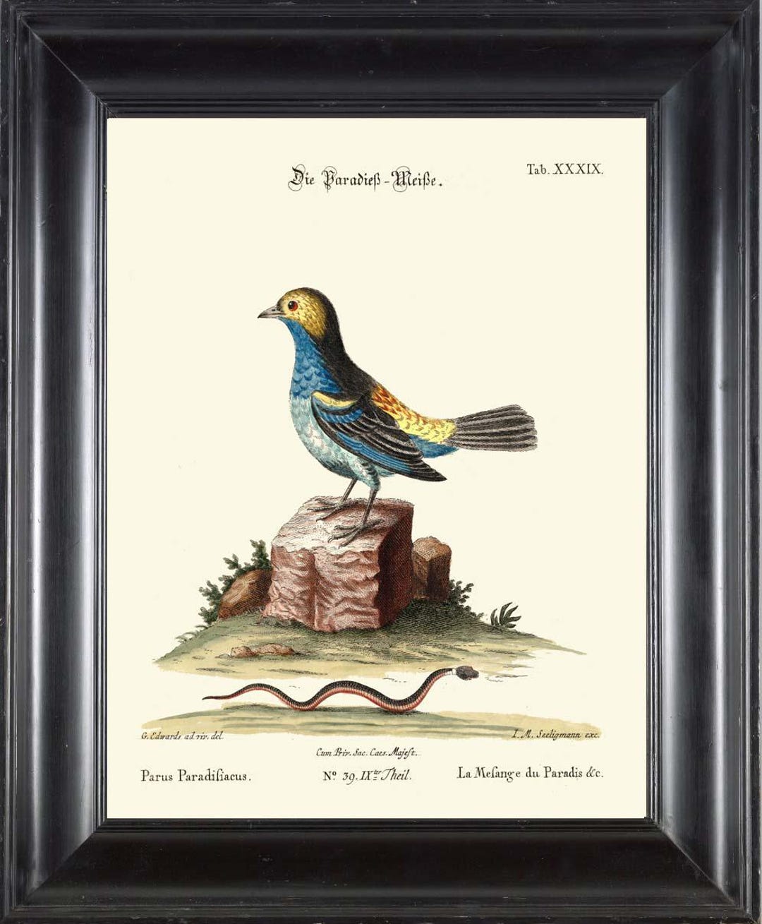 Bue Titmouse Bird Snake Vintage Print Wall Art Beautiful Antique ...
