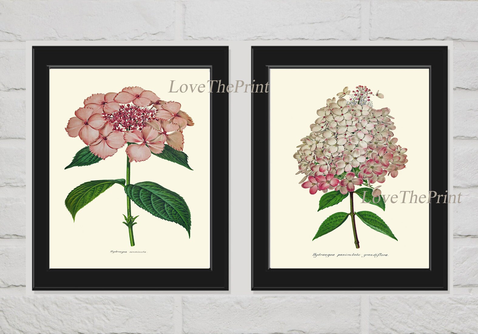 Hydrangea Print Botanical Wall Art Set of 2 Prints Beautiful | Etsy