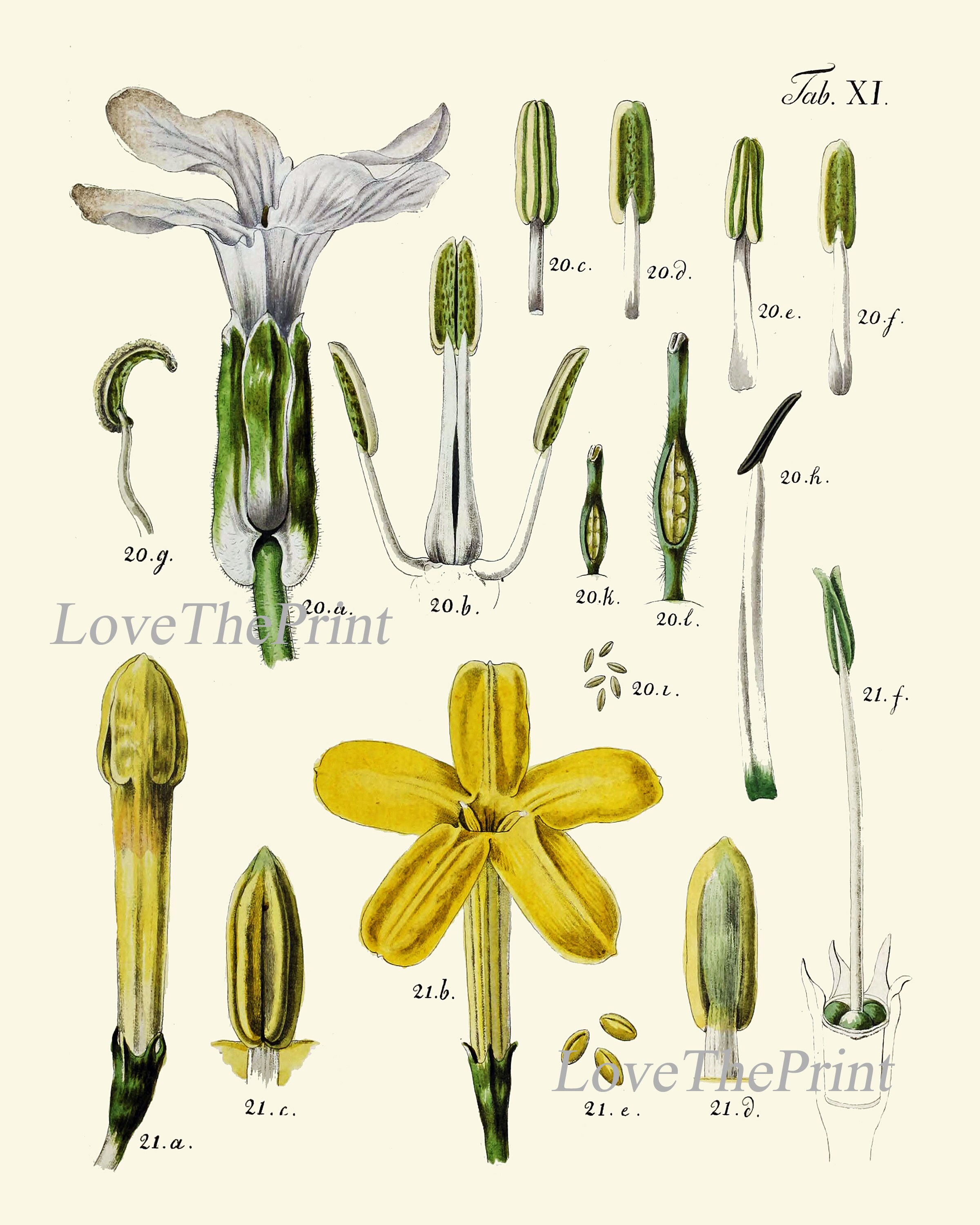 White Flower Chart Botanical Print Set of 4 Prints Beautiful - Etsy