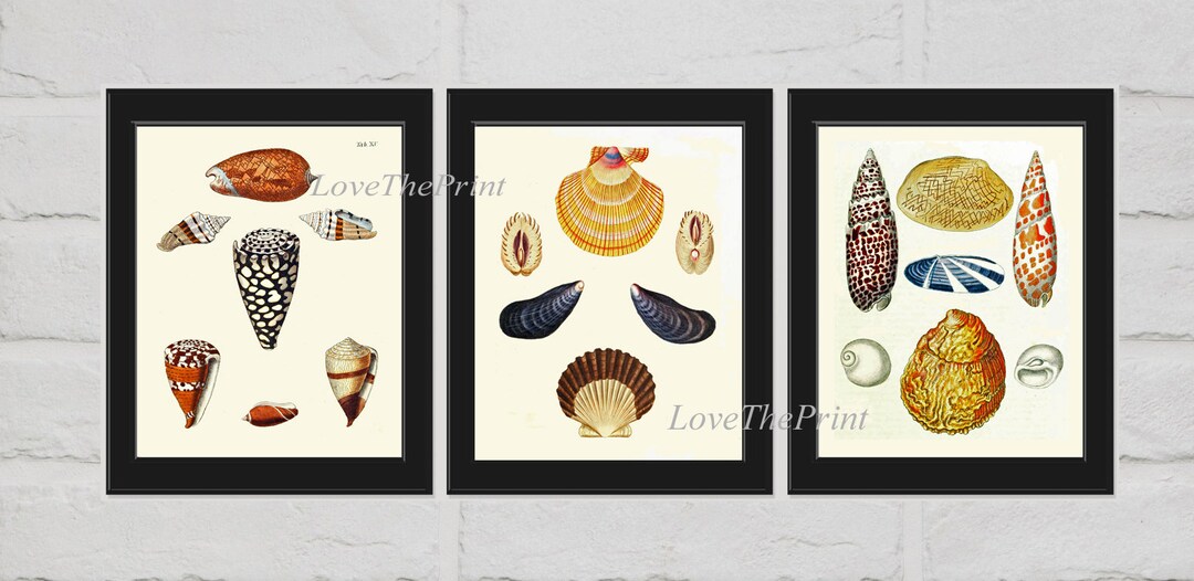 Sea Shells Print Set of 3 Wall Art Prints Antique Beautiful Seashell ...