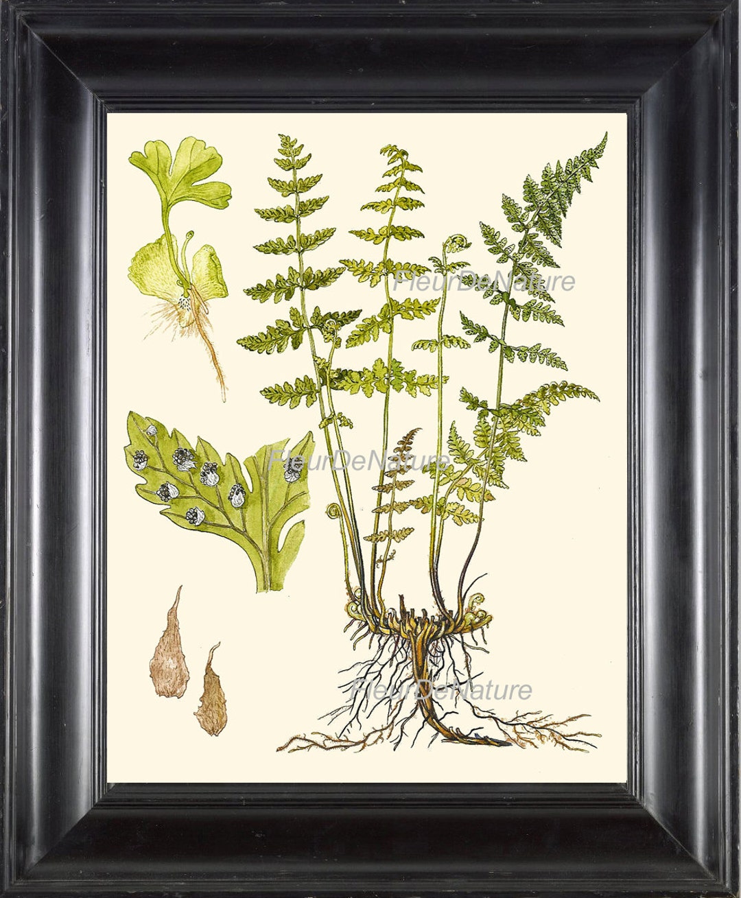Antique Fern Art Print 6lindman Botanical Antique Beautiful Green Ferns ...