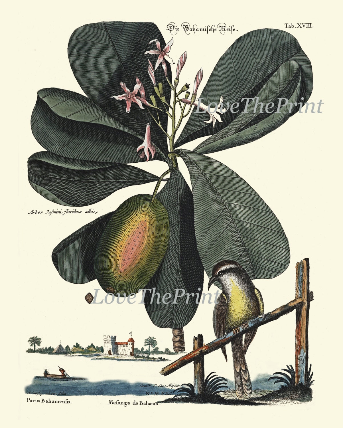 Bird Botanical Print SET of 4 Wall Art Beautiful Antique Birds | Etsy