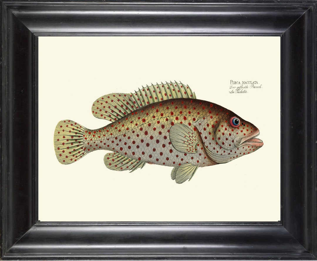 Fish Wall Art Print BL94 Beautiful Antique Dropped Perch Lake River ...