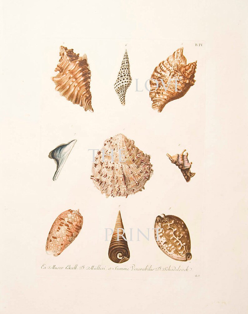 SHELL PRINT KNORR Art Print 4 Beautiful Antique Shells to | Etsy