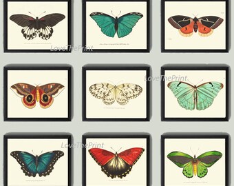 Beetle Print SET of 6 Art Print Antique Beetles Ladybug - Etsy