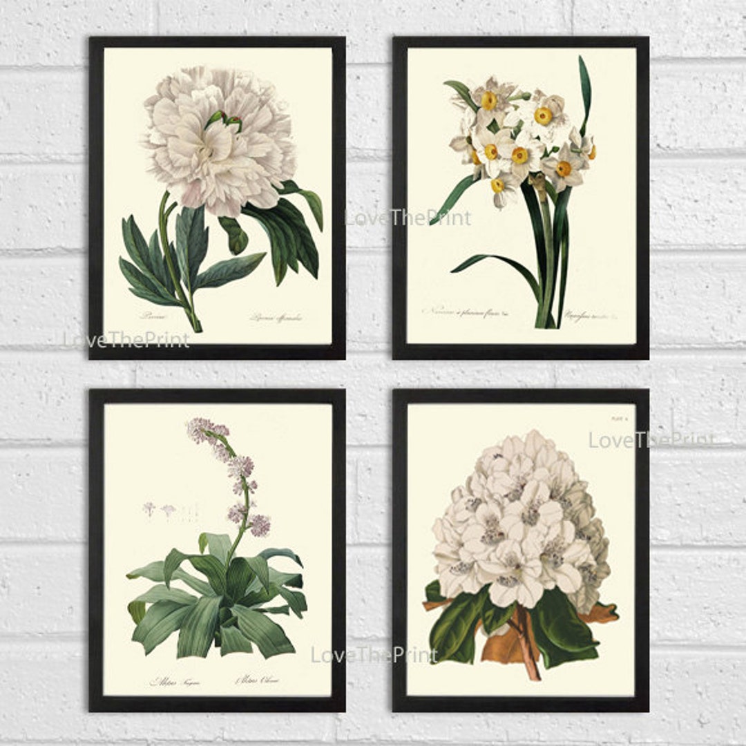 BOTANICAL Print SET of 4 Art Print Beautiful Antique French White ...
