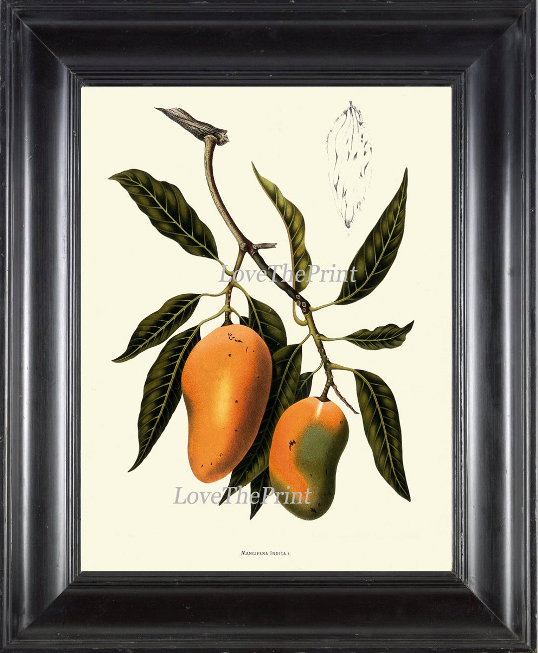 Mango Fruit Art Print 33 Botanical Beautiful Tree Plant Tropical Island ...