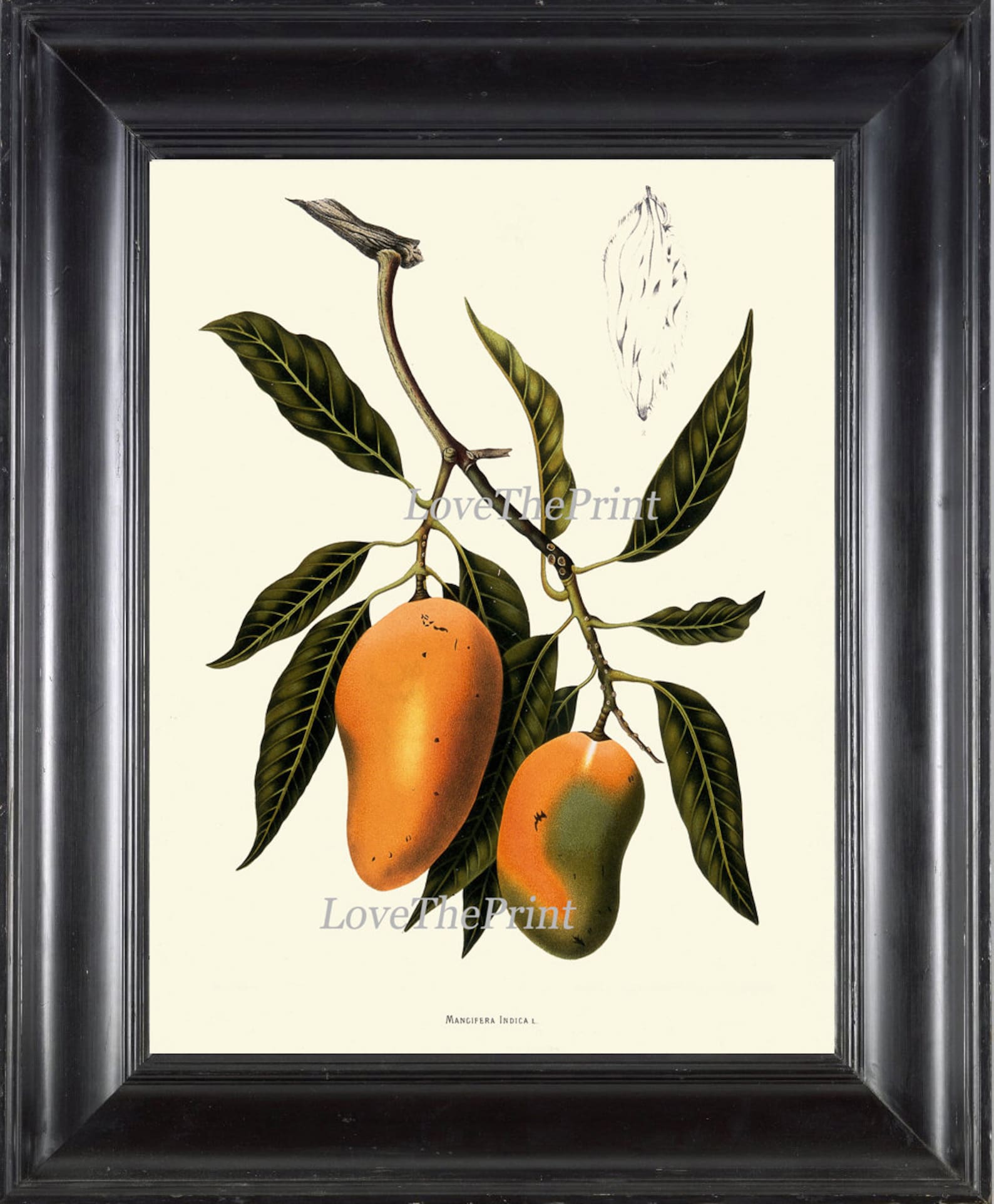 Mango Fruit Art Print 33 Botanical Beautiful Tree Plant | Etsy