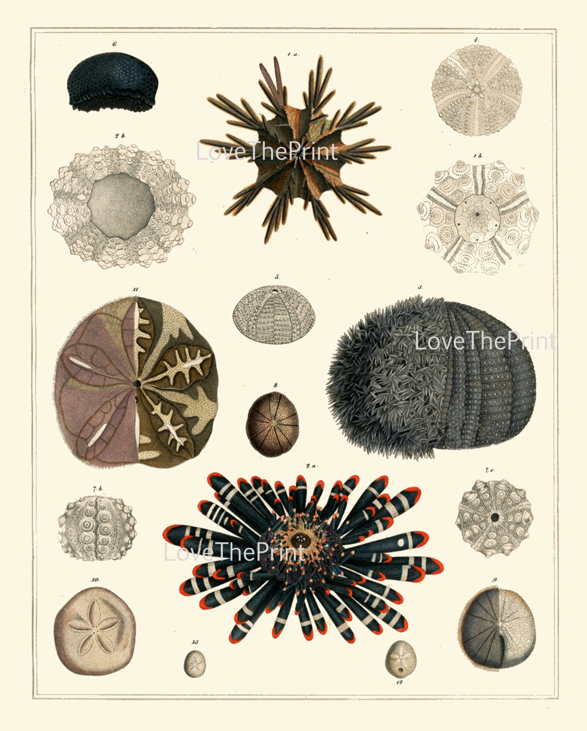 SEA URCHIN Sand Dollar Crown PRINT Marine Art Print 54 | Etsy