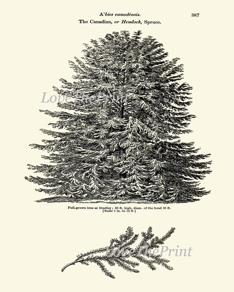 Pine Tree Art Print 14 Antique Beautiful Hemlock Spruce Fur - Etsy