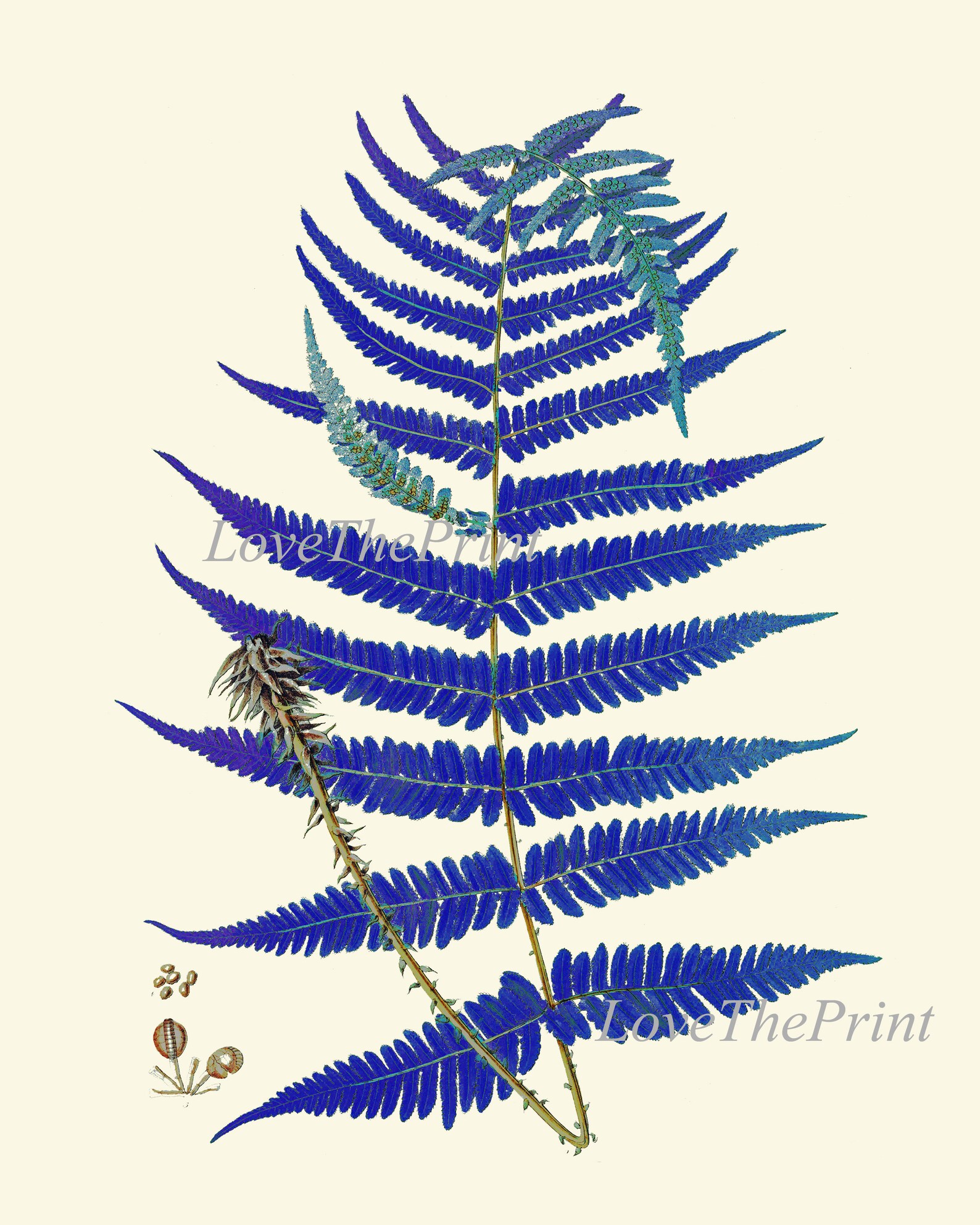 Blue Fern Botanical Art Print HWB139 Antique Beautiful Ferns - Etsy