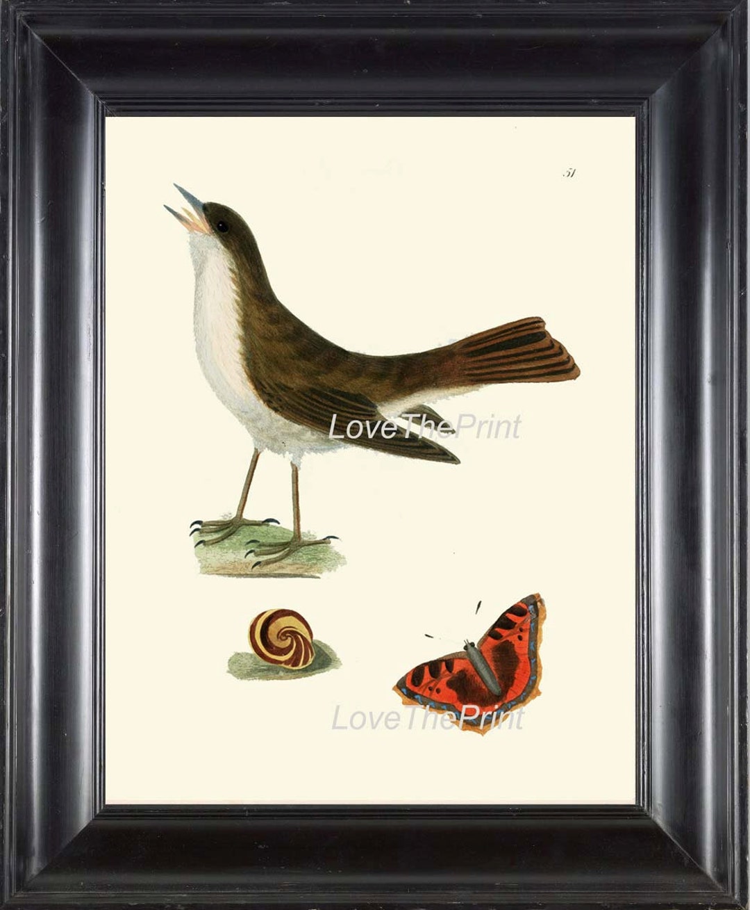 BIRD PRINT 8x10 Art B14 Beautiful Nightingale Antique Bird Butterfly ...
