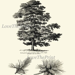 Pine Tree Art Print 8 Antique Beautiful American Pitch Pine - Etsy