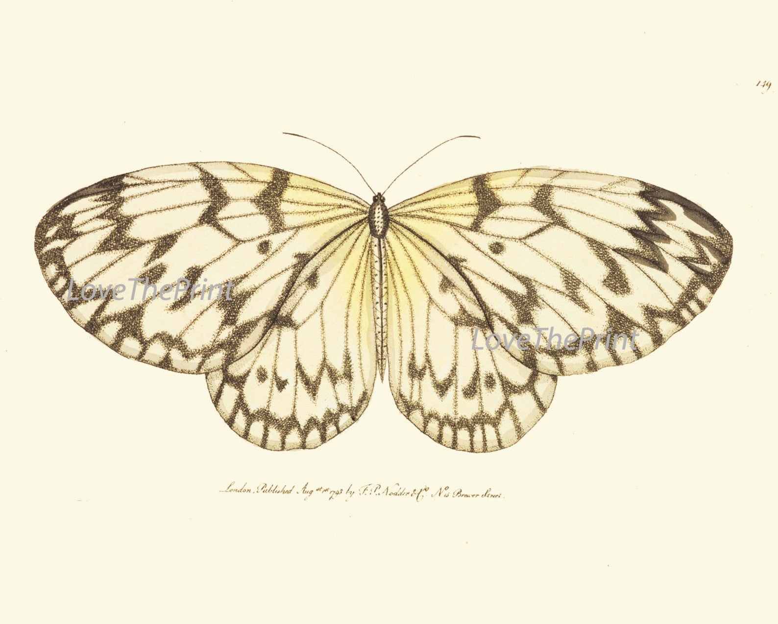 BUTTERFLY PRINT Botanical Art Print NOD173 Beautiful Insect | Etsy