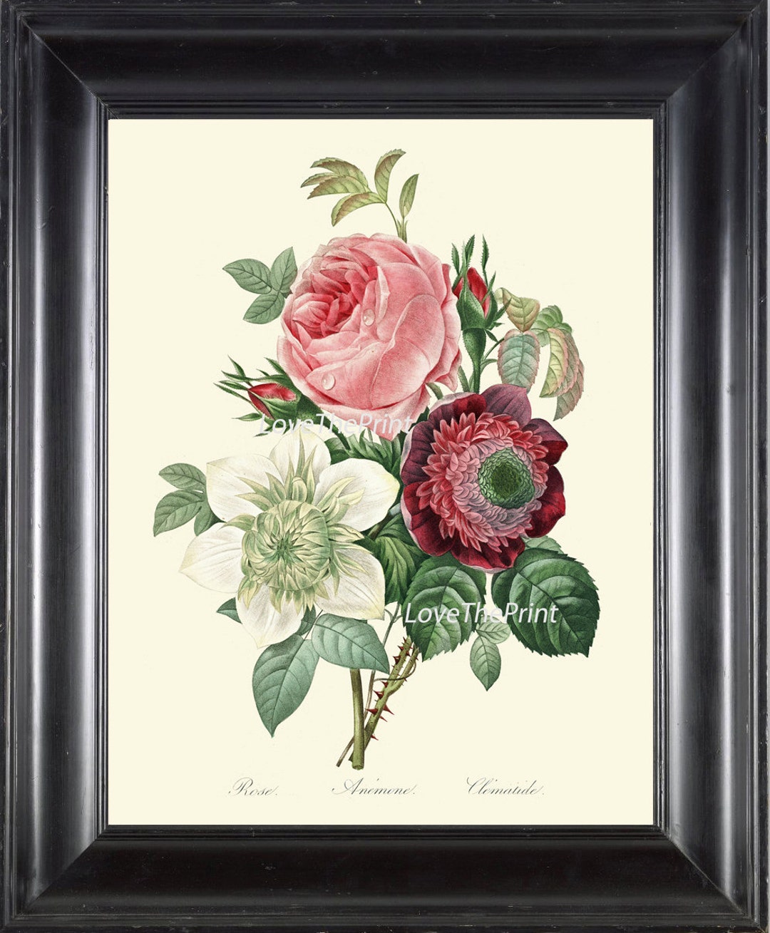 BOTANICAL PRINT Redoute Flower Art Print 427 Beautiful Antique Rose ...