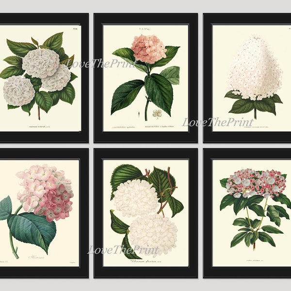 Botanical Prints Set of 6 - Etsy