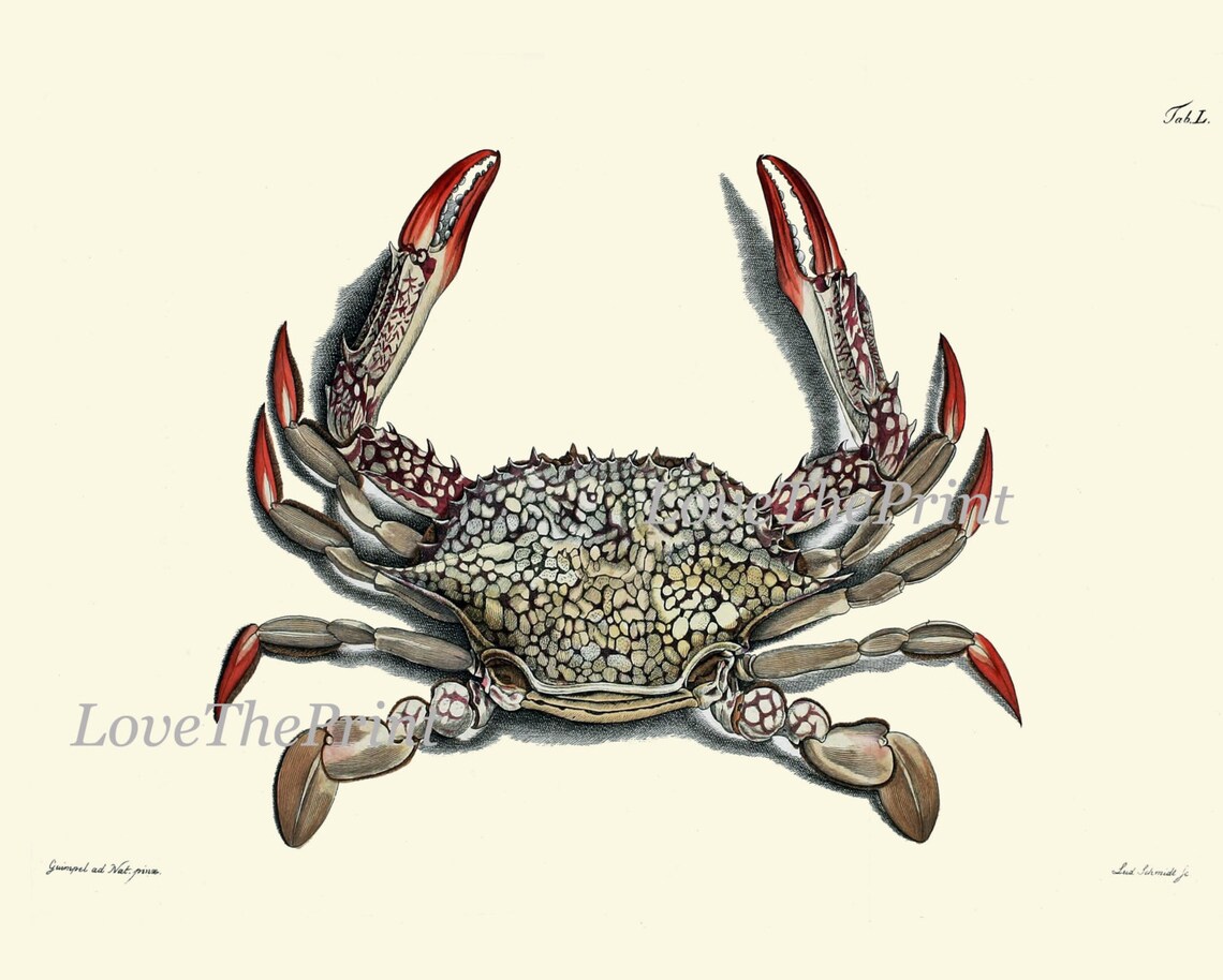 Crab Print SET of 4 Art Beautiful Antique Vintage Illustration | Etsy