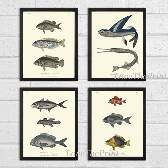 Fish Print Set of 4 Art Beautiful Antique Fish Illustration | Etsy