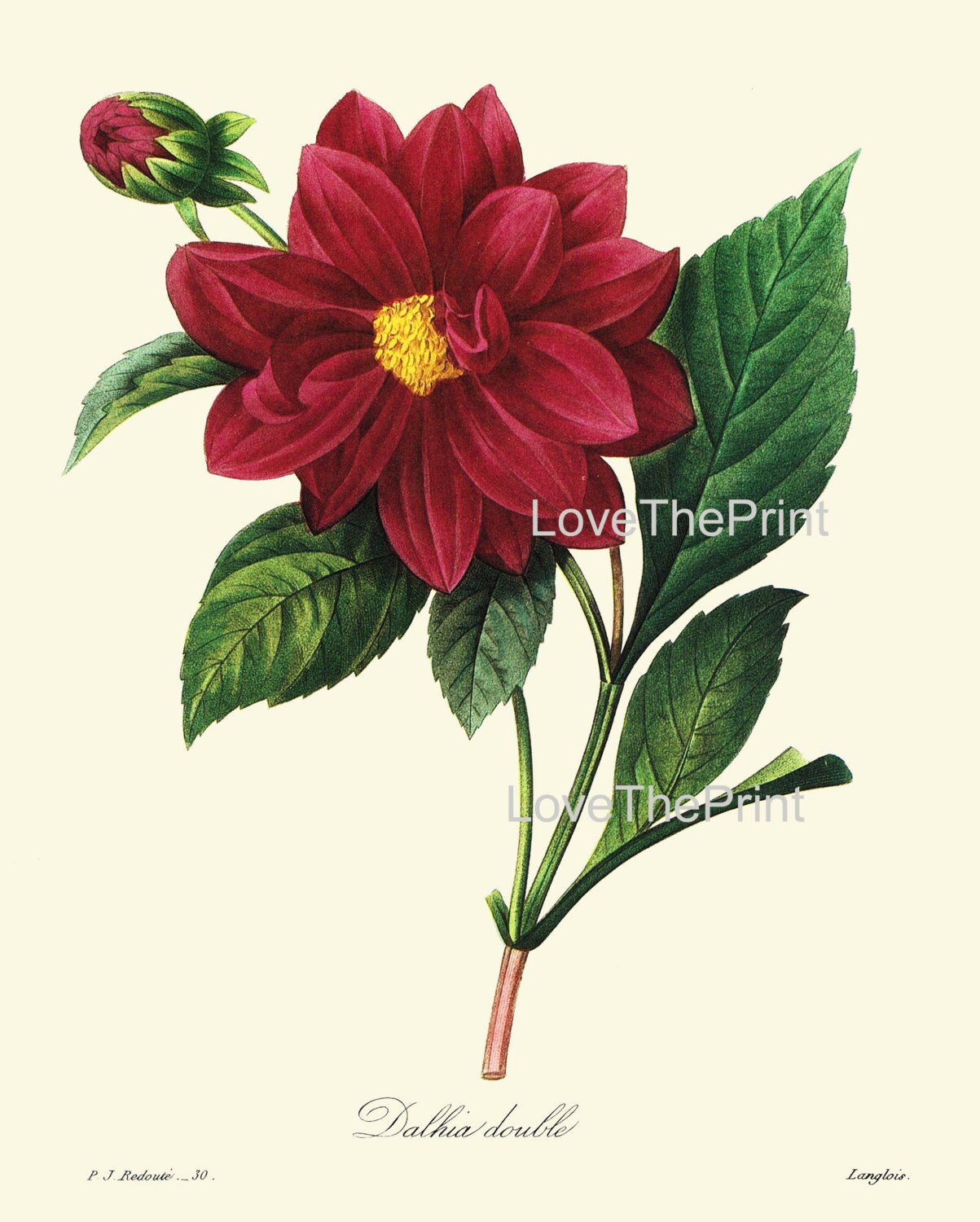 BOTANICAL PRINT Redoute Flower Botanical Art Print 32 - Etsy