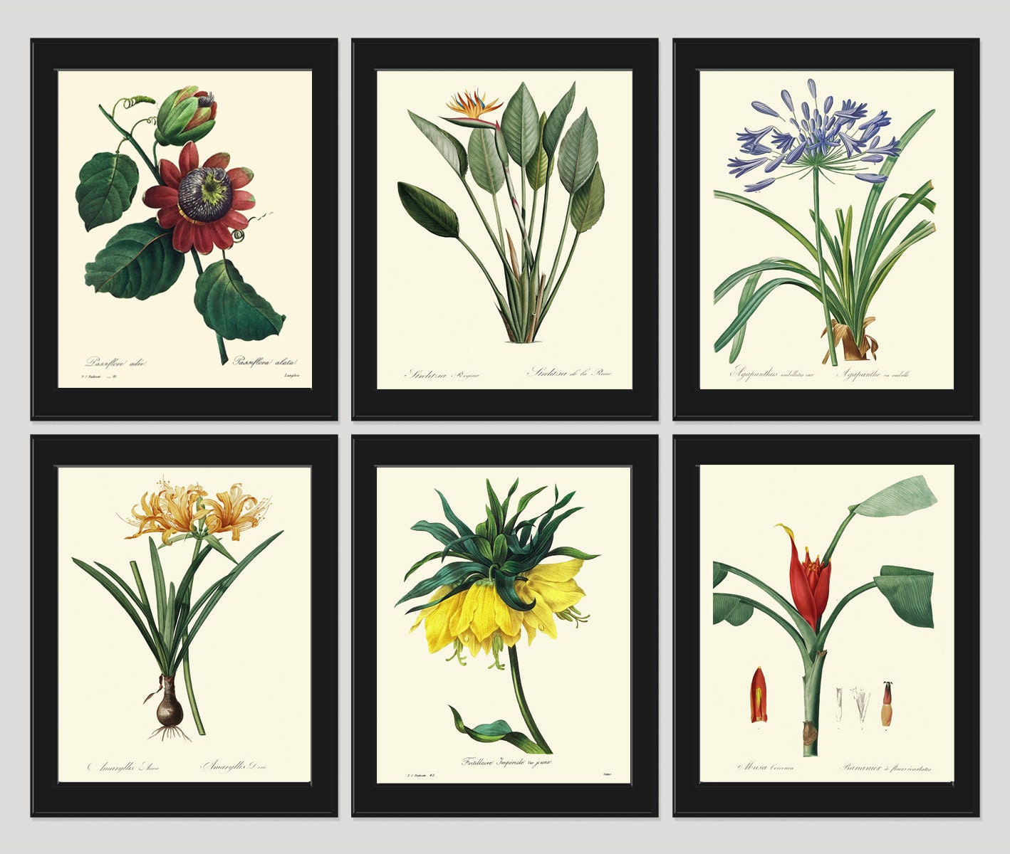 Botanical Tropical Flower Art Print SET of 6 Art Prints Joseph | Etsy