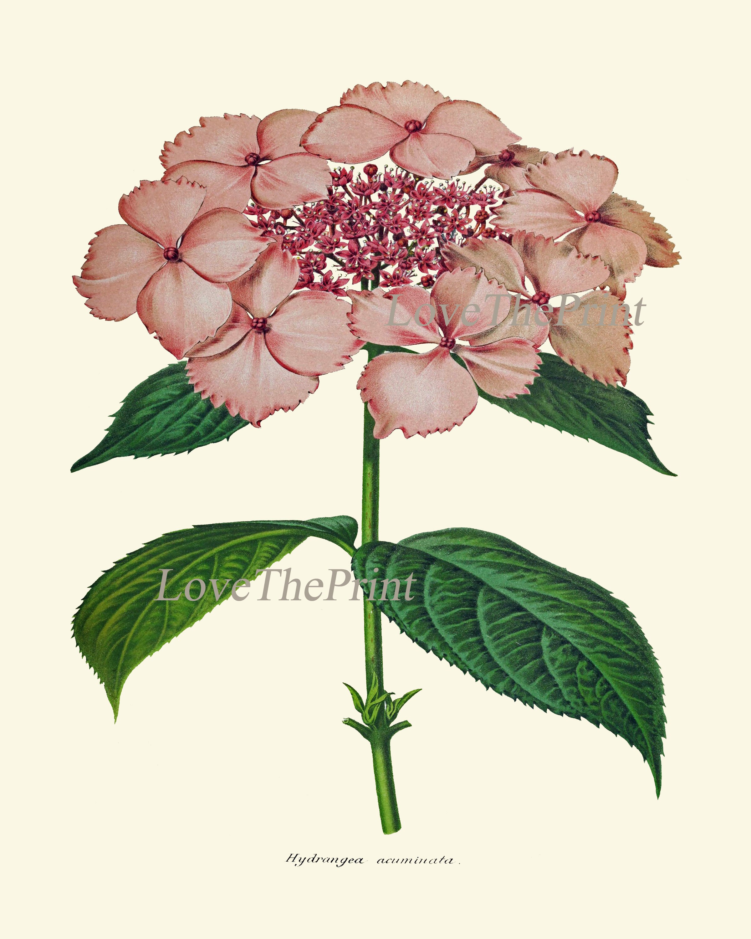 Hydrangea Print Botanical Wall Art Set of 2 Prints Beautiful | Etsy