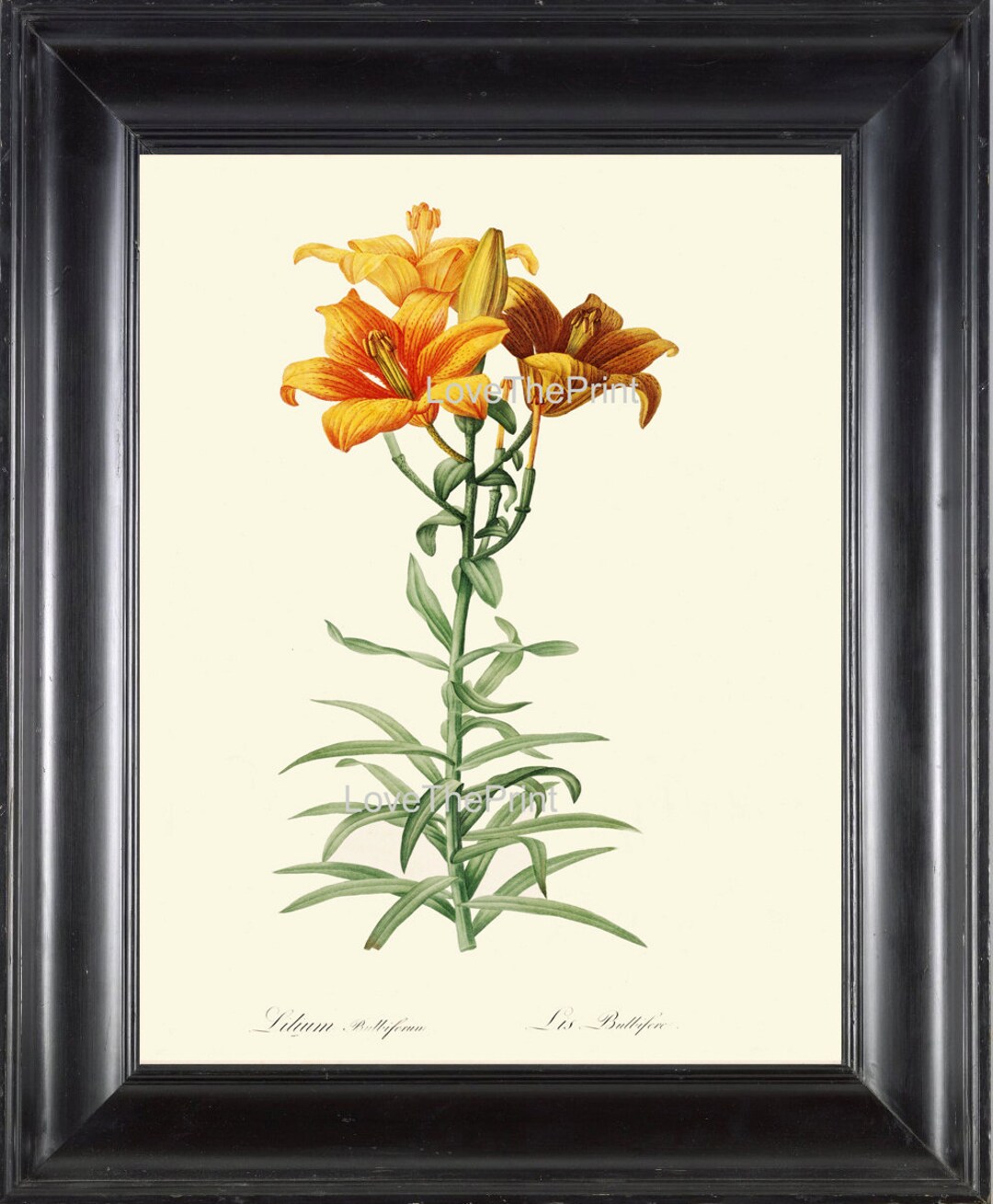 BOTANICAL PRINT Redoute Flower Botanical Art Print 127 Beautiful Lily ...