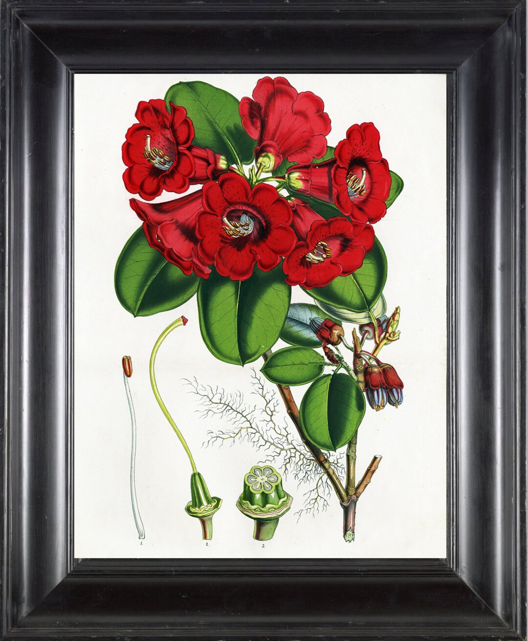 BOTANICAL PRINT HOUTTE Art Print 24 Beautiful Antique Red Rhododendron ...