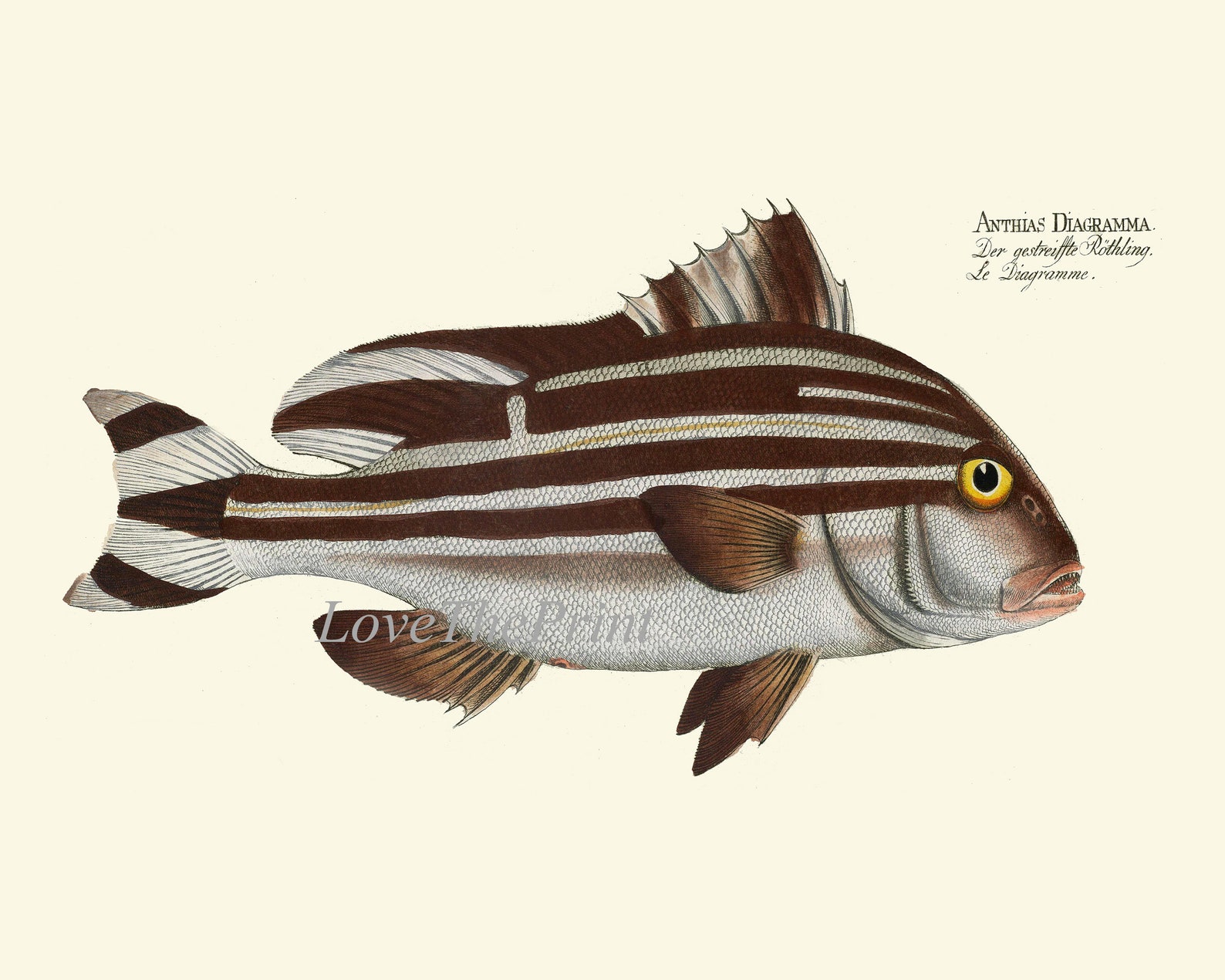 Fish Wall Art Print BL100 Beautiful Antique Anthias Diagramma | Etsy