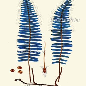 Blue Fern BOTANICAL Print SET of 6 Art Prints Beautiful Indigo Antique ...