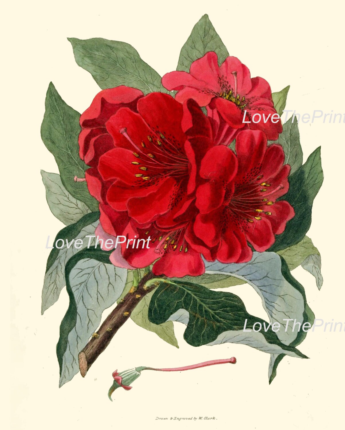 BOTANICAL PRINT Clarke Botanical Art Print 7 Beautiful Red - Etsy