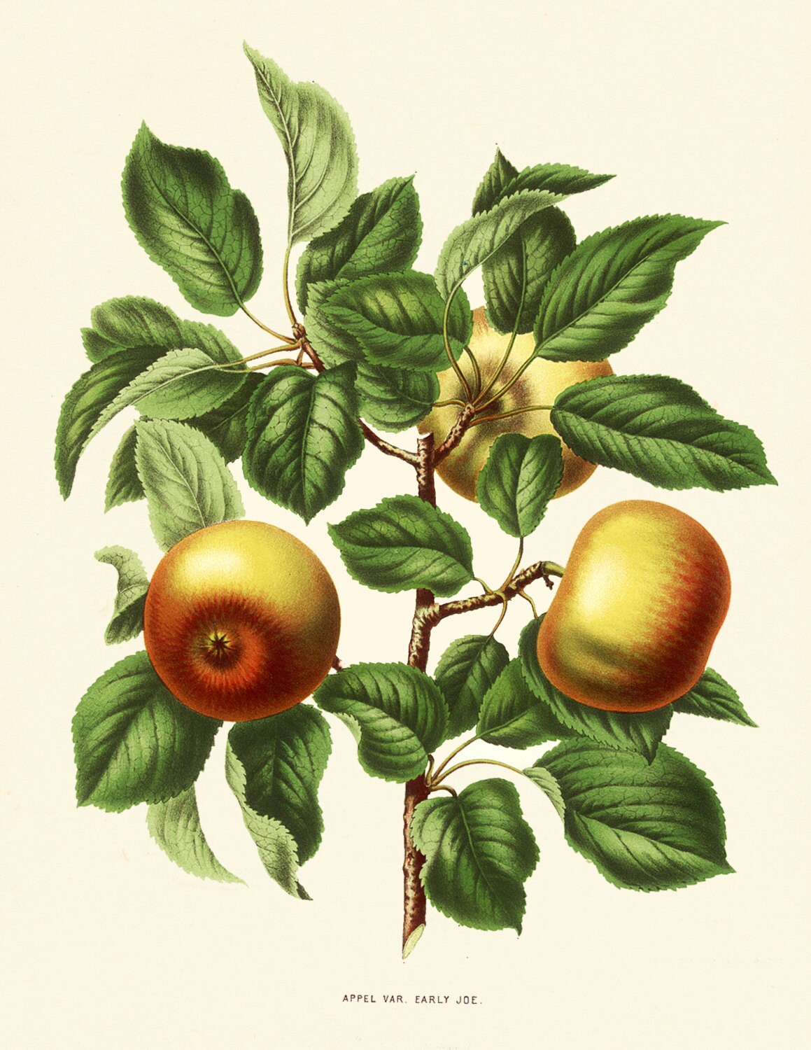 BOTANICAL FRUIT PRINT Wendel Art 21 Beautiful Antique Apple | Etsy