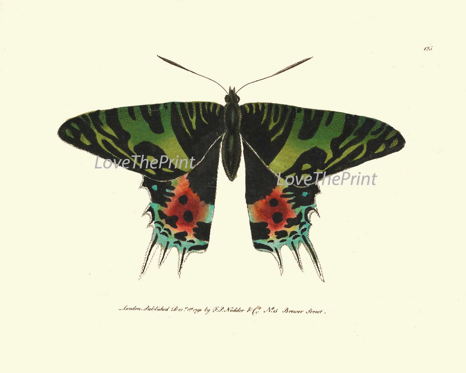 BUTTERFLY PRINT Botanical Art Print NOD165 Beautiful Insect | Etsy