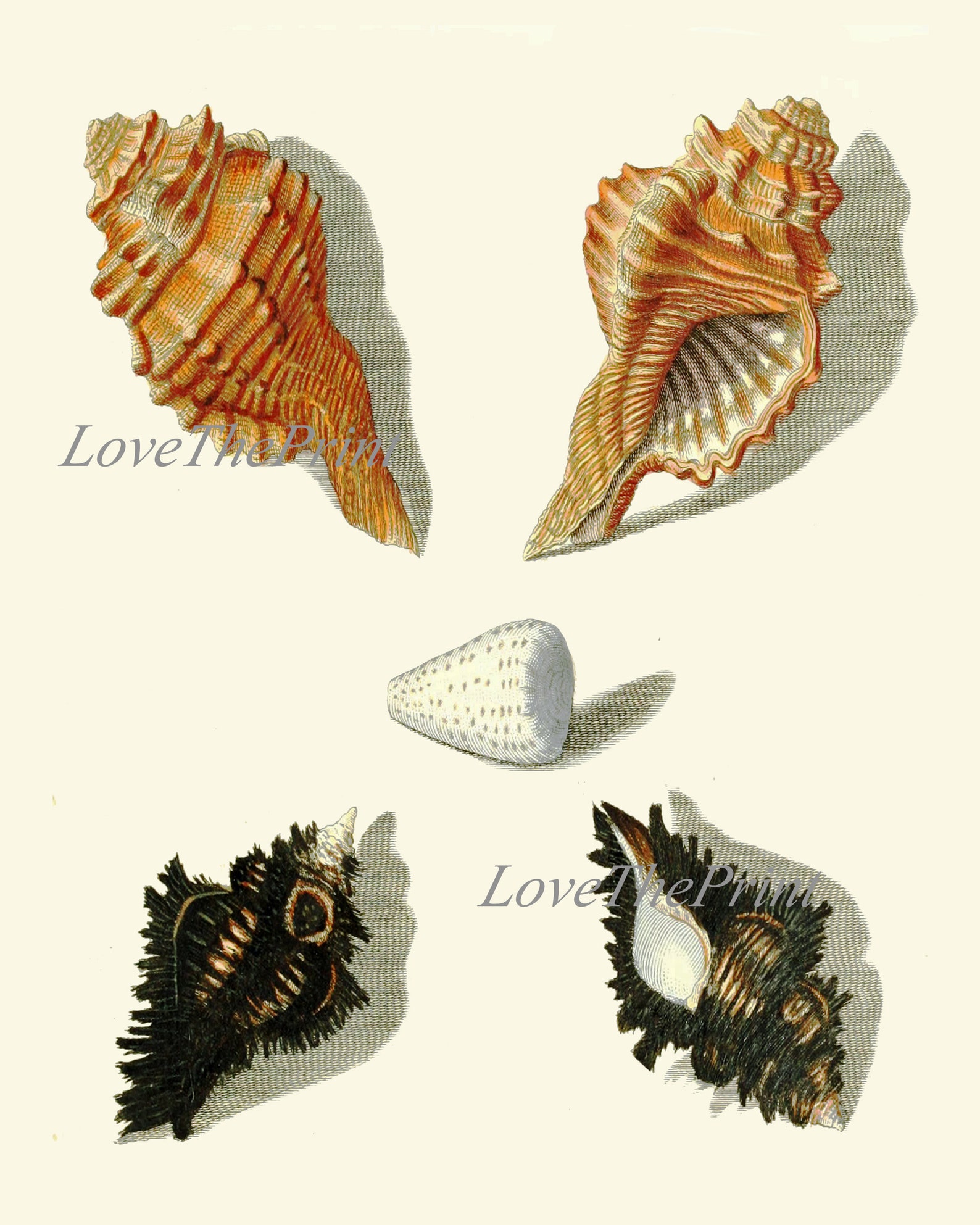 Shell Print Set of 16 Art Prints Antique Beautiful Colorful | Etsy