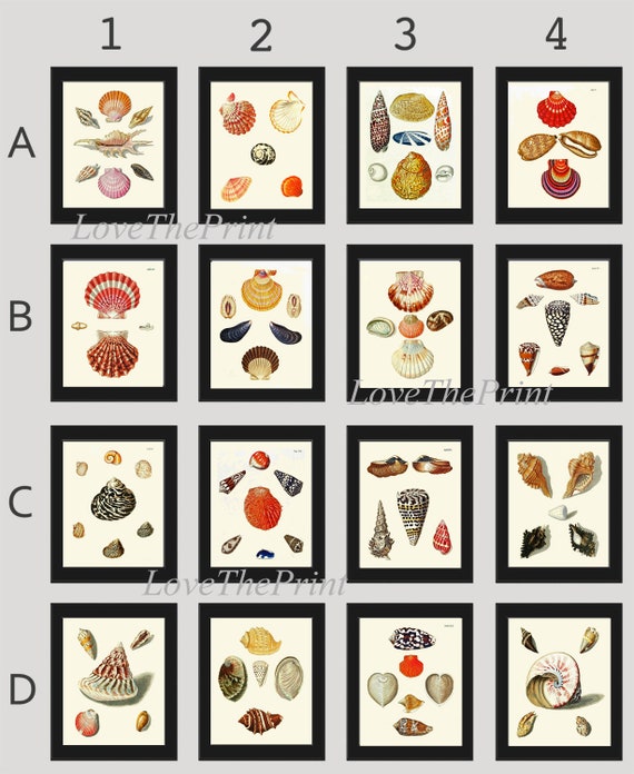 Shell Print Set of 16 Art Prints Antique Beautiful Colorful | Etsy