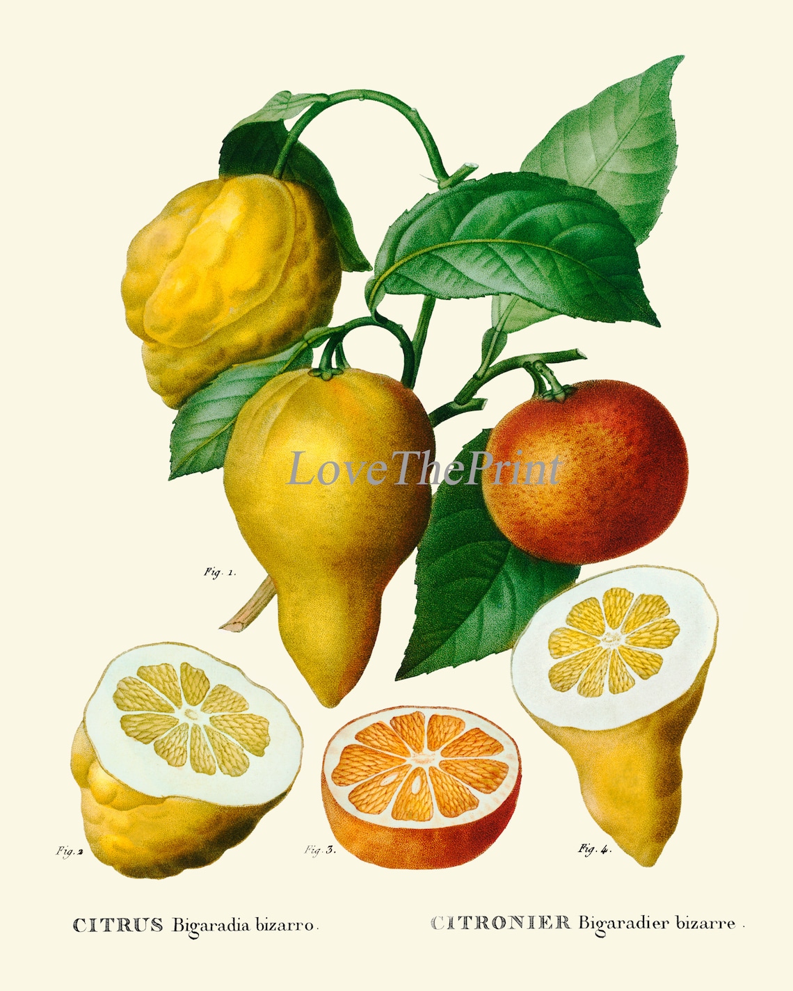 Antique Botanical Print SET of 9 Art Beautiful Citrus Fruit | Etsy