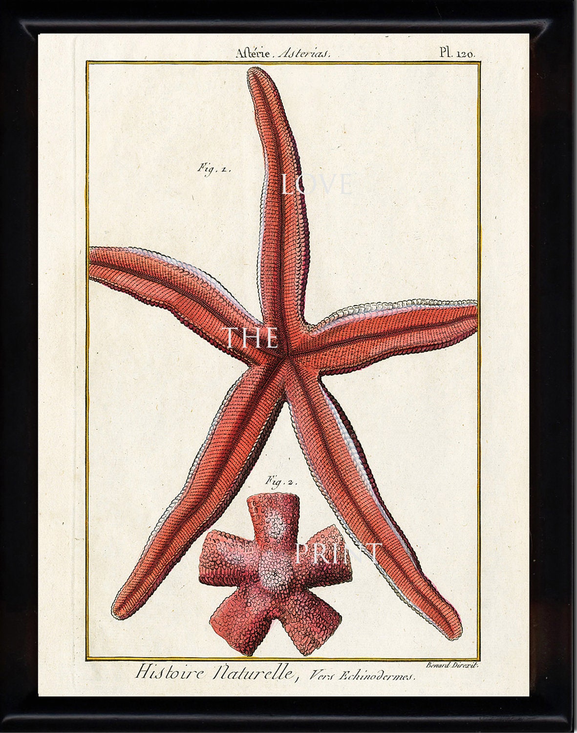 Starfish Scientific Illustration