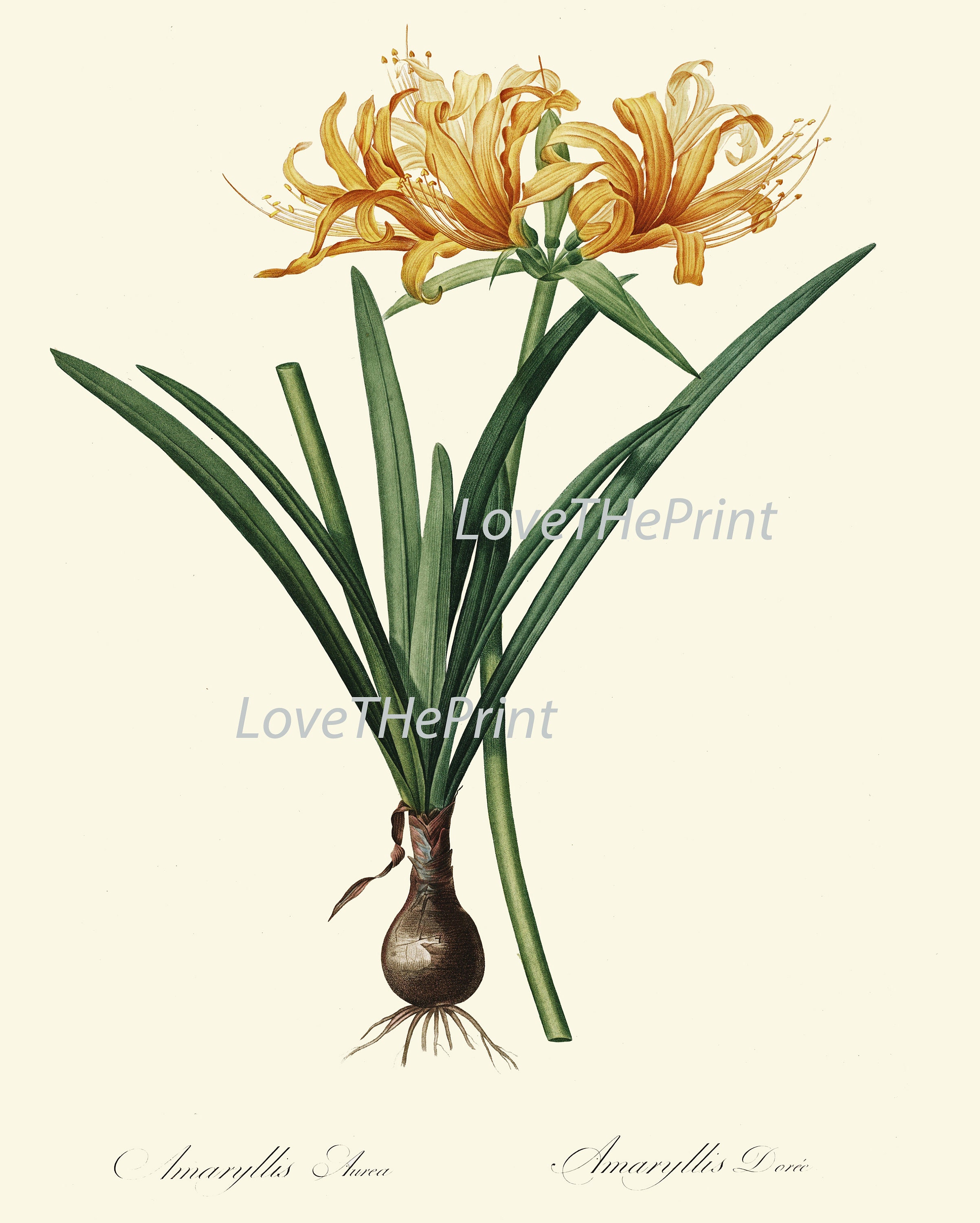 Botanical Tropical Flower Art Print SET of 6 Art Prints Joseph | Etsy