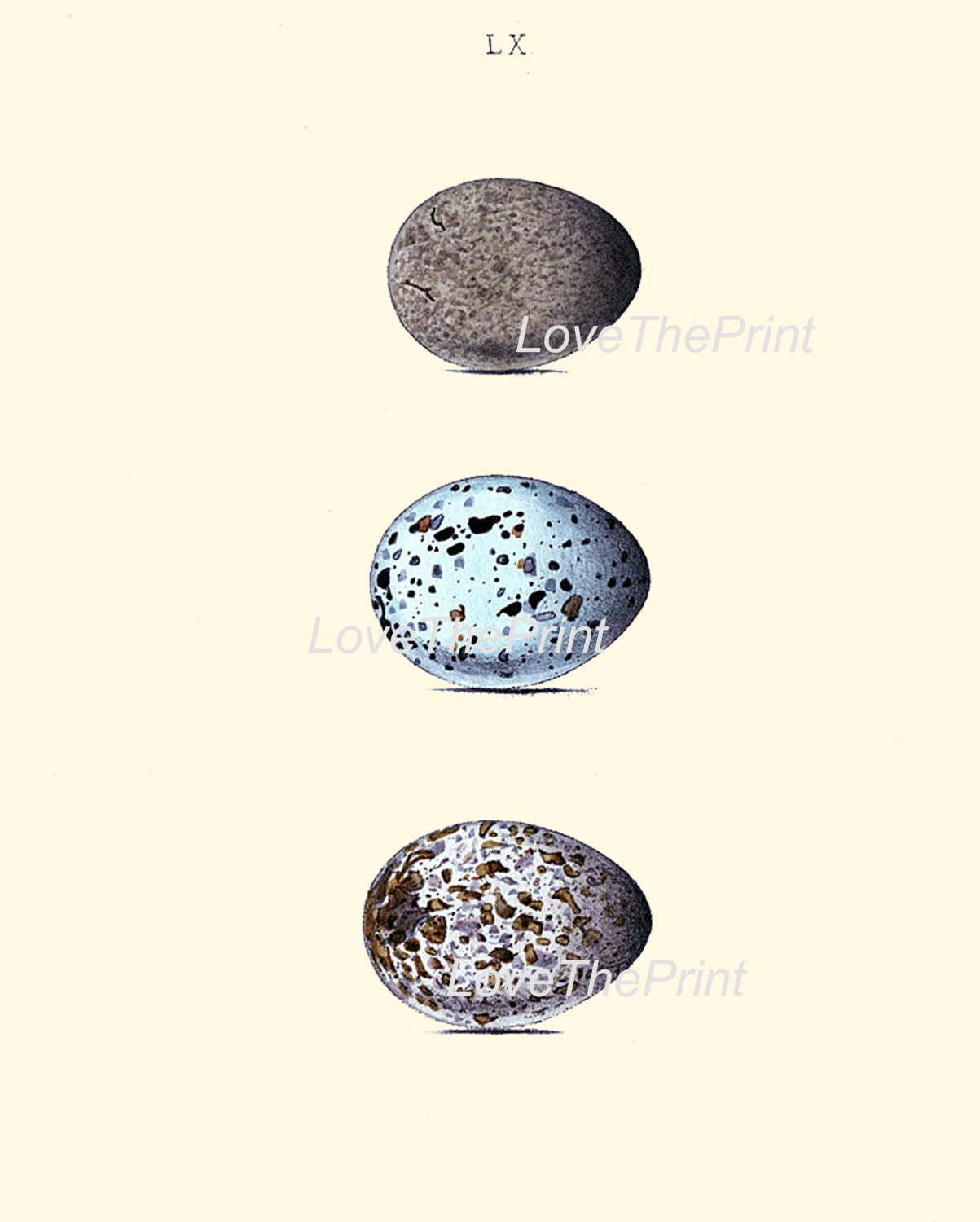BIRD EGGS PRINT Chapman Art Print 9 Beautiful Bird Eggs of - Etsy