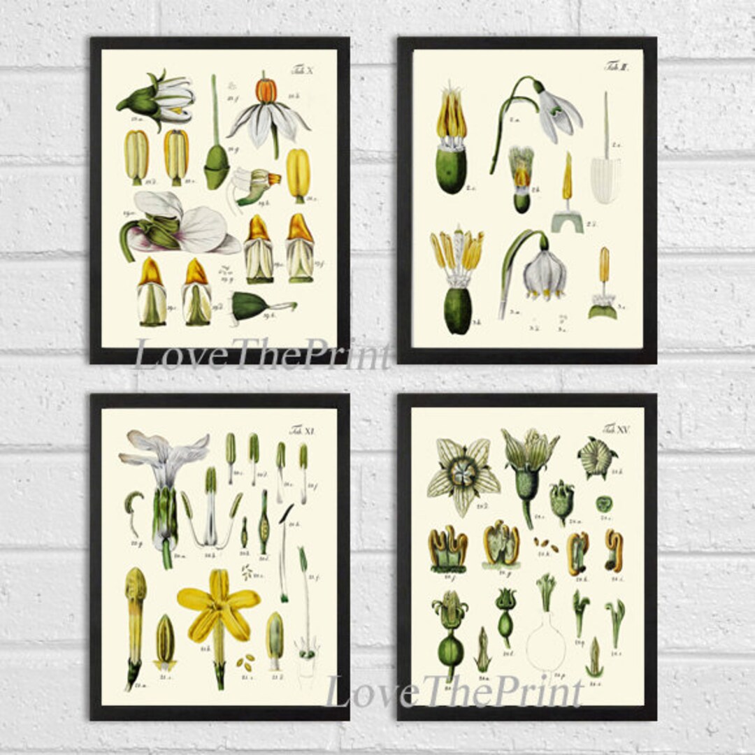 White Flower Chart Botanical Print Set of 4 Prints Beautiful Antique ...