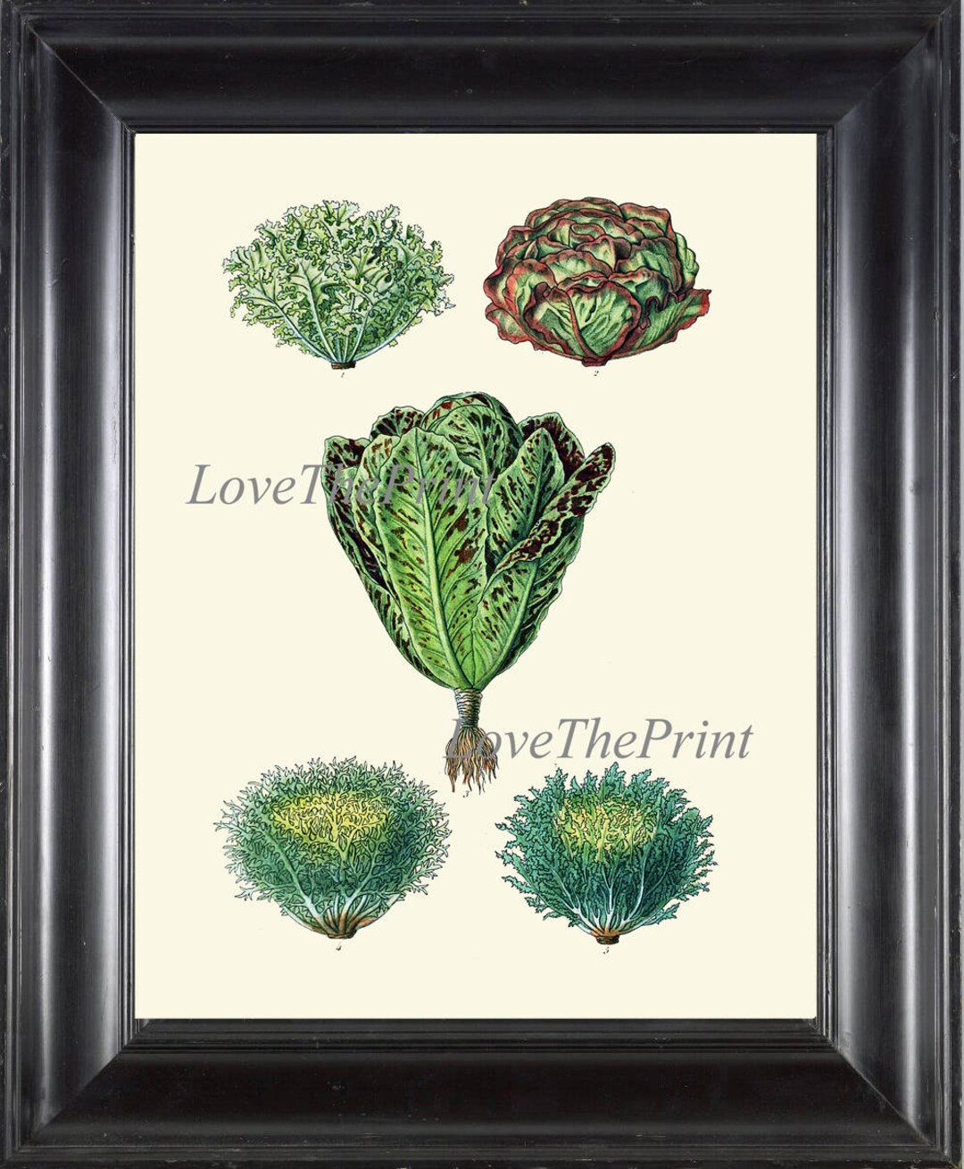 Herb Vegetable Garden Art Print HJ18 Botanical Antique Beautiful Green ...
