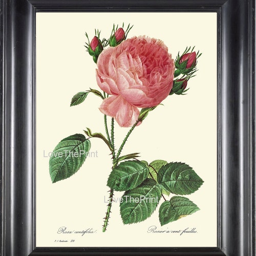 BOTANICAL PRINT Redoute Art Print 289 Beautiful Large Pink | Etsy
