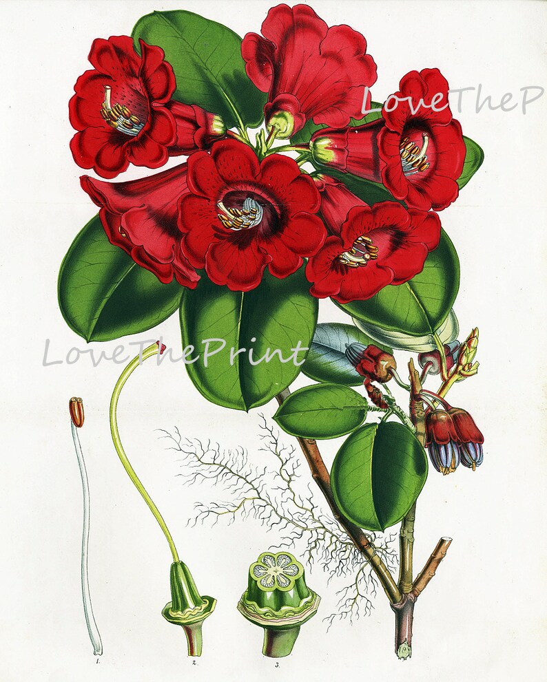 BOTANICAL PRINT HOUTTE Art Print 24 Beautiful Antique Red | Etsy