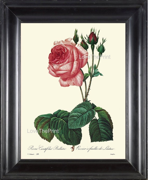 BOTANICAL PRINT Redoute Flower Botanical Art Print 19 | Etsy
