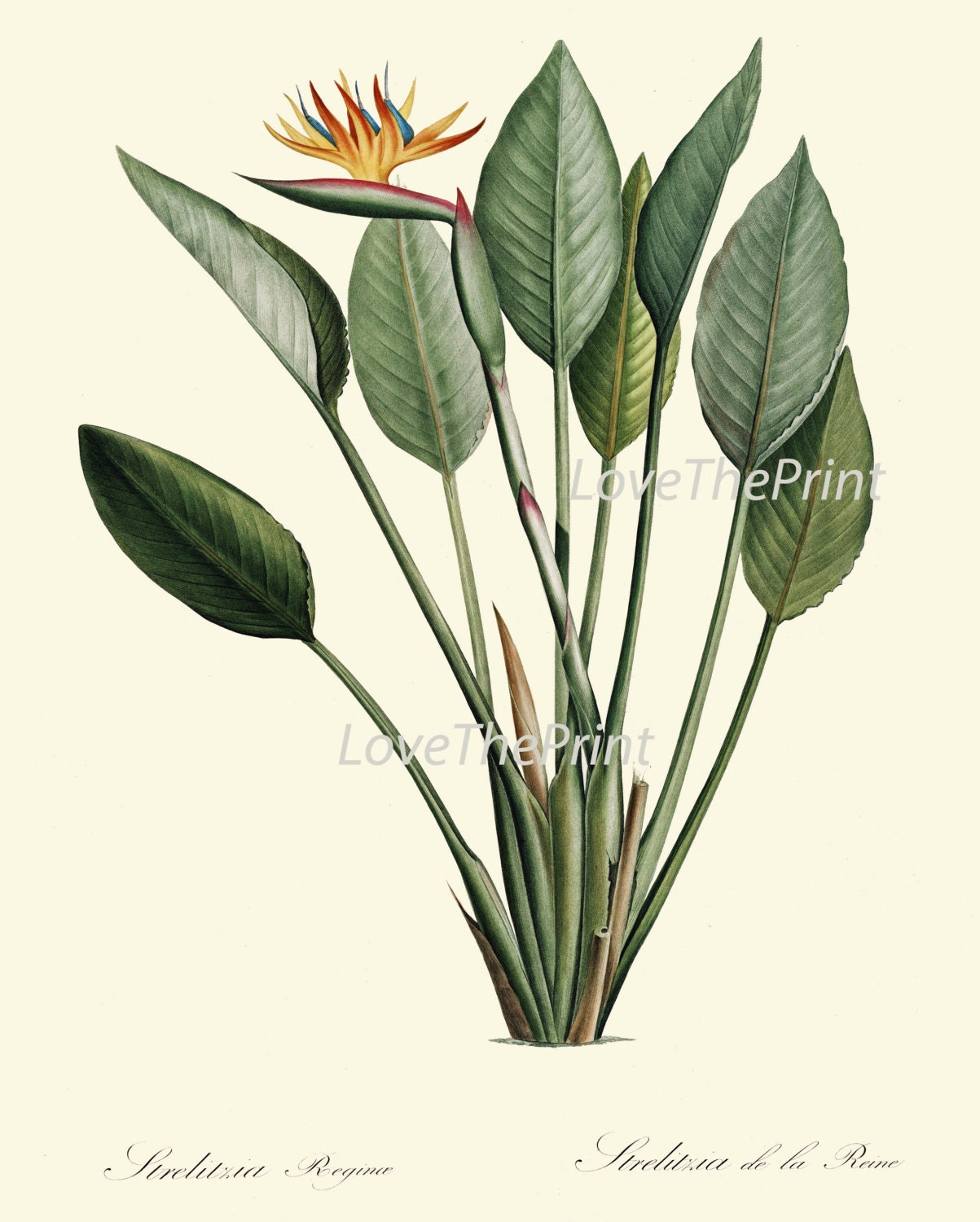 Botanical Tropical Flower Art Print SET of 4 Art Redoute | Etsy