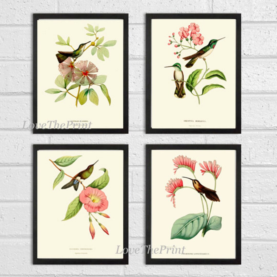 Hummingbird Print SET of 4 Art Beautiful Antique Humminbirds Birds ...