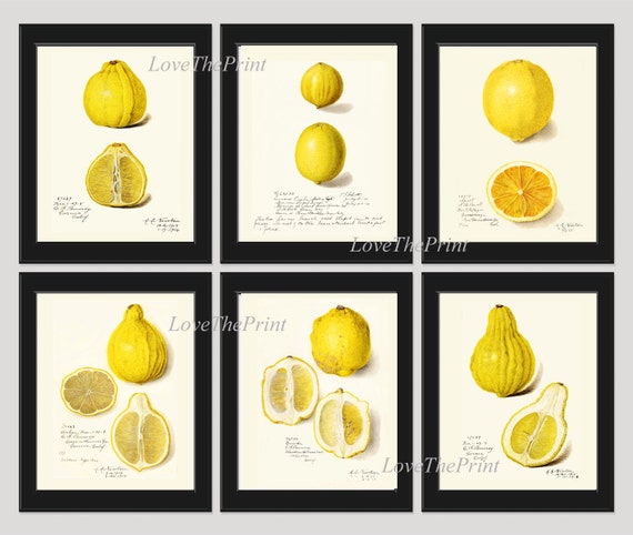 Lemon Wall Art Botanical Print Set of 6 Art Prints Beautiful - Etsy